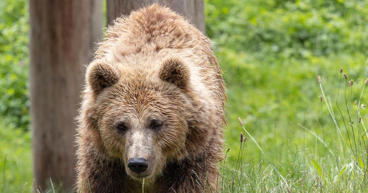 Medvék az Aggteleki Nemzeti Park területén - Turizmus Online